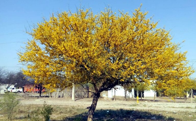 Árboles autóctonos - Forestatón